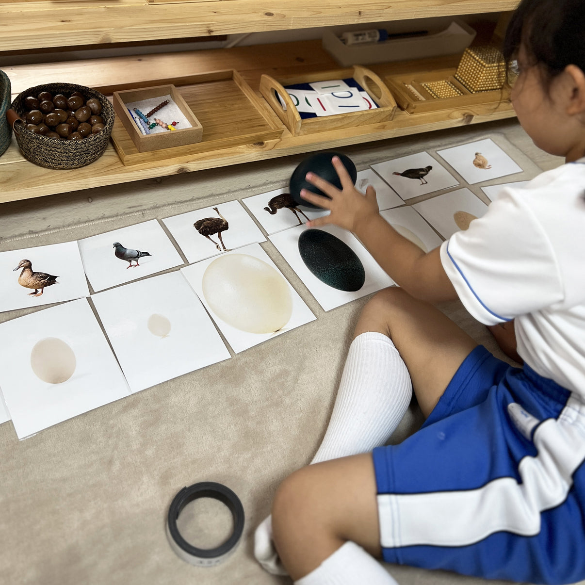 Picture Cards of Birds and their Eggs – Montessori Resource Store Bambino