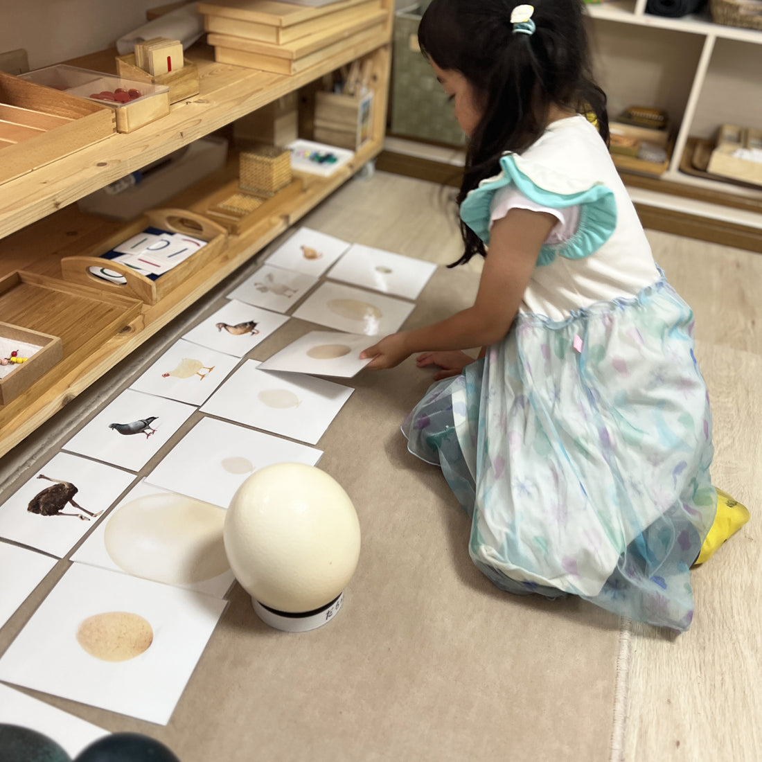 Picture Cards of Birds and their Eggs – Montessori Resource Store Bambino