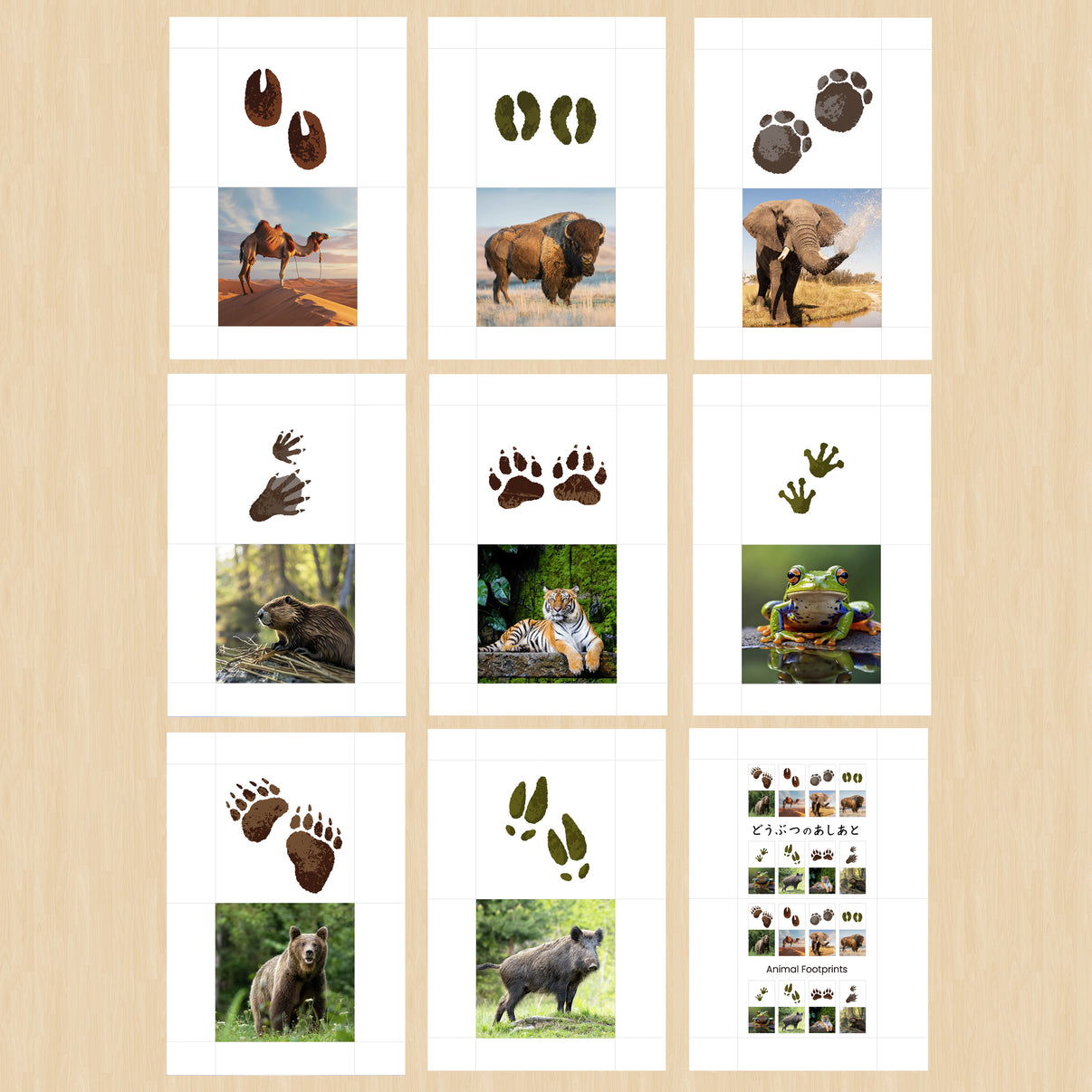 Animal Footprint Picture Cards (Cultural Education) – Montessori ...