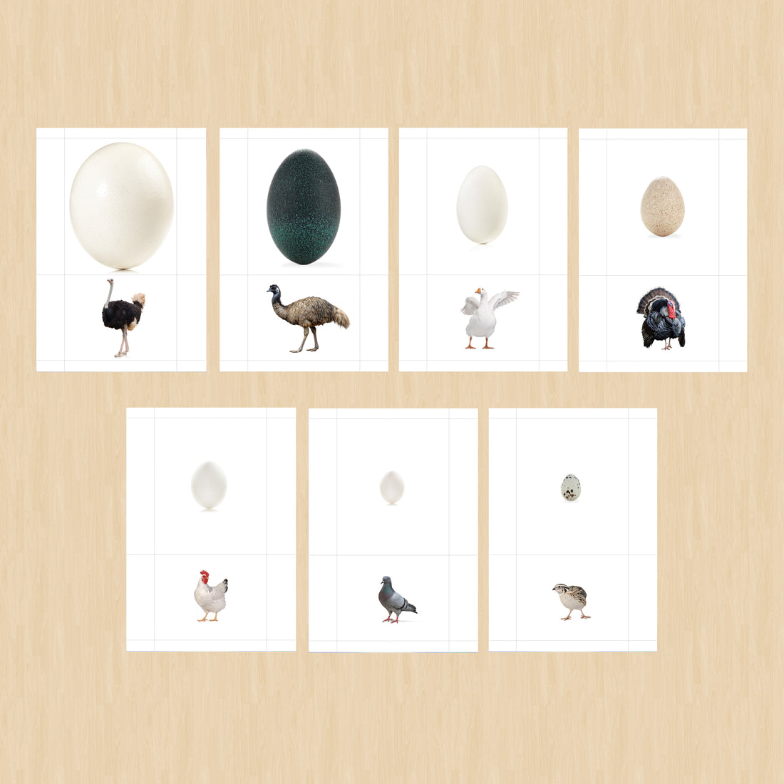 Picture Cards of Birds and their Eggs – Montessori Resource Store Bambino